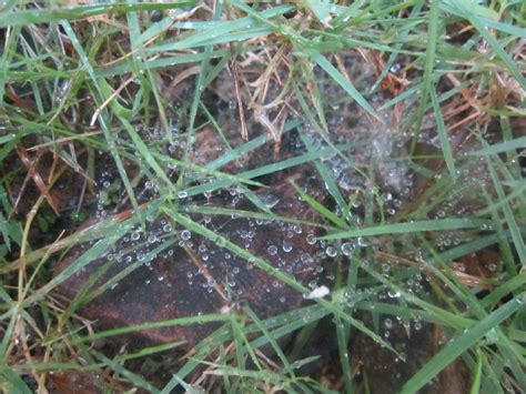 Cynodon Dactylon Karuka Grass Kerala Nature And Ayurveda