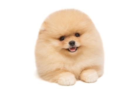 Cachorro Da Pomerânia Cor Bege Foto Premium