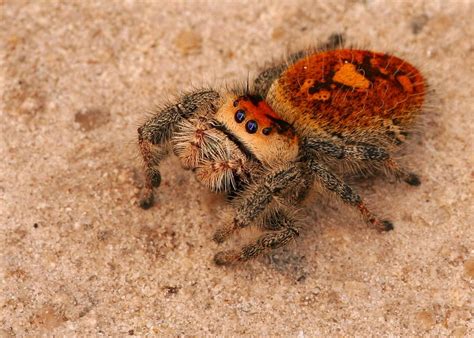 Phidippus Regius Phidippus Regius Picture Insect