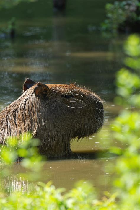 Capybara Chibi Photos Download The Best Free Capybara Chibi Stock