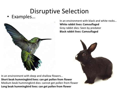 Types Of Selection