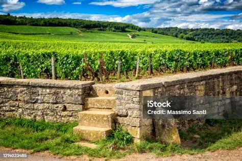 프랑스 부르건디 의 보스네로마네로 이어지는 포도밭으로 둘러싸인 아름다운 길 부르고뉴 프랑스에 대한 스톡 사진 및 기타 이미지 부르고뉴 프랑스 포도밭 덩굴 Istock