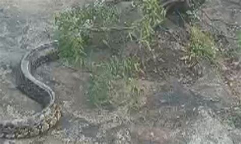 ఉస్మాన్ సాగర్‌లో 8 అడుగుల కొండచిలువ డేరింగ్ రెస్క్యూ ఆపరేషన్ Python Has Created A Commotion In