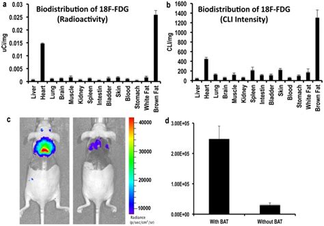A B Biodistribution Of 18f Fdg In Dissected Tissues Radioactivity