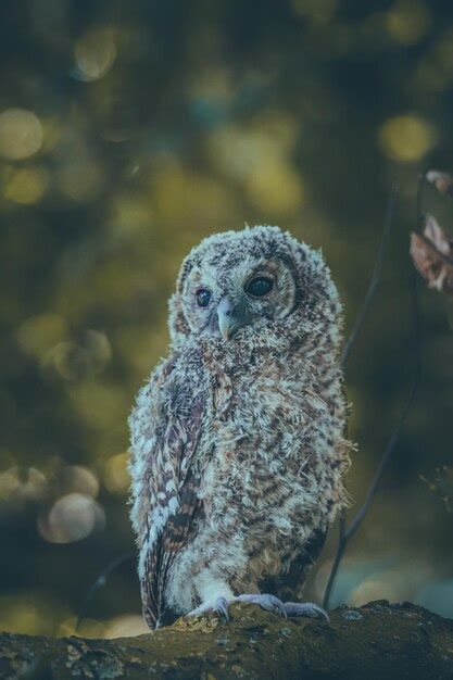 Premium Photo Screech Owl Tiny Predator Of The Whispering Forest And