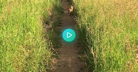 Silly Fox Album On Imgur