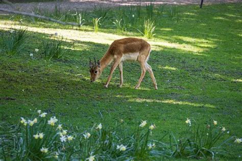 Zoo De Beauval Photos Télécharger Des Images Gratuites Sur Unsplash