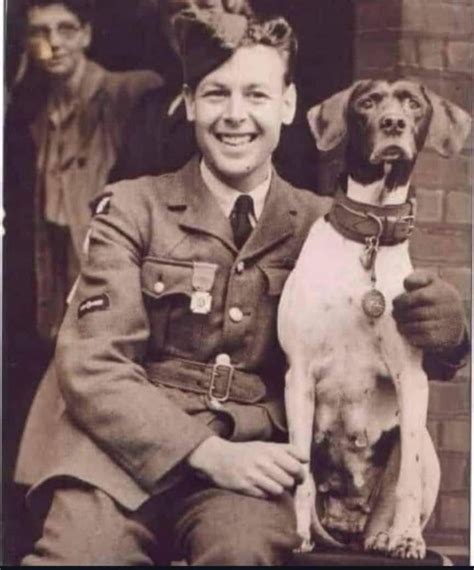 Judy Uma Pointer Pura Foi A Mascote De Vários Navios No Pacífico E