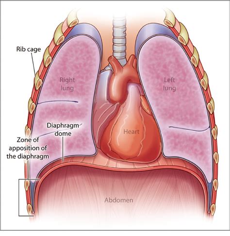 The Diaphragm