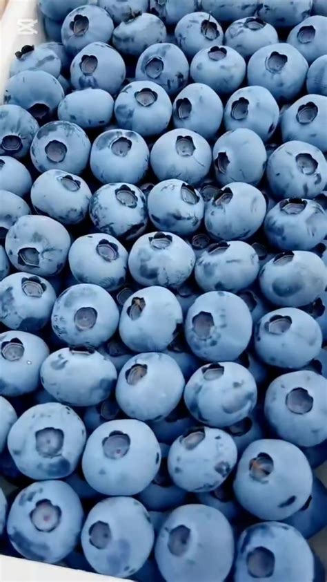 Жимст Цэцэрлэг саванд ургуулсан алимны модны талаар мэдээлэл By Жимст