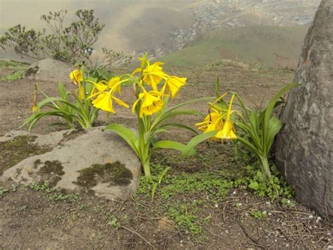Pacific Bulb Society | Ismene