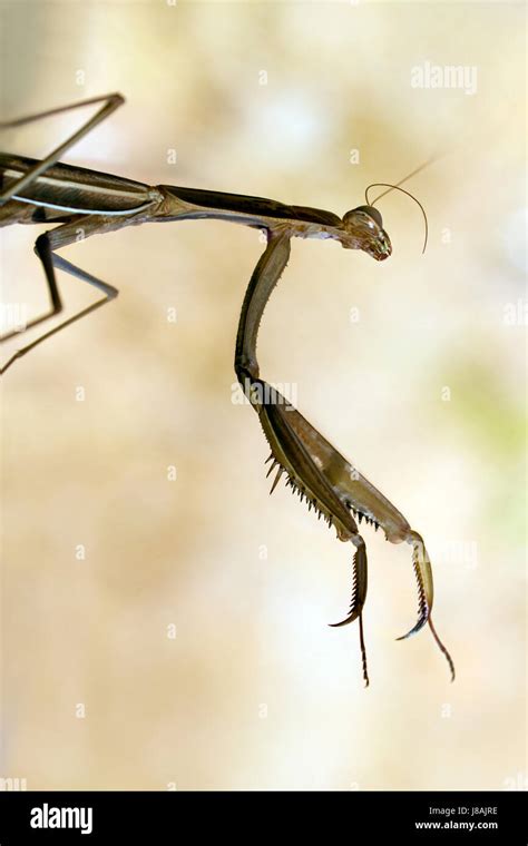 Insect Legs