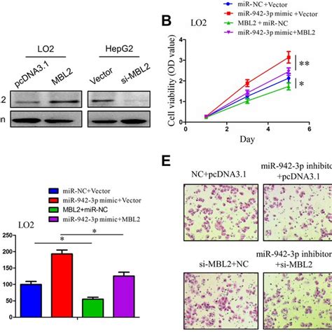 Mannose Binding Lectin 2 Mbl2 Reversed The Tumor Promoting Effects Of