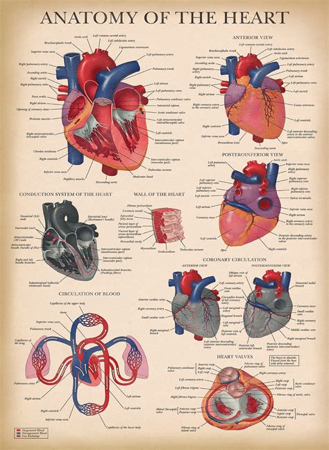 Anterior Heart Anatomy