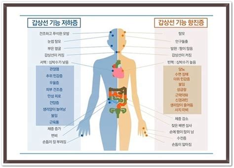 갑상선호르몬 항진 또는 저하 경우 신체 증상 특징