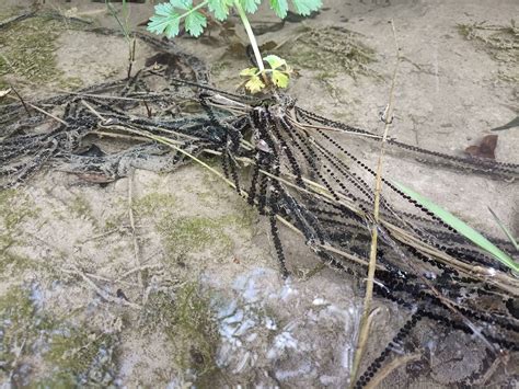 Que Espécie é Esta Postura De Sapo Bufo Sp Wilder