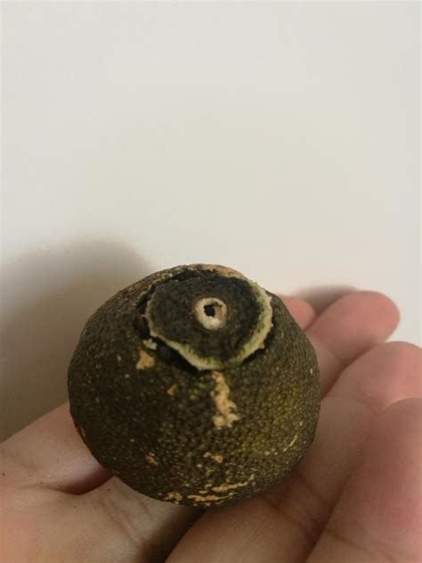 一顆小青柑喝一天是沒問題 每日頭條