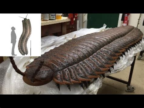 Prehistoric Giant Centipede Fossil