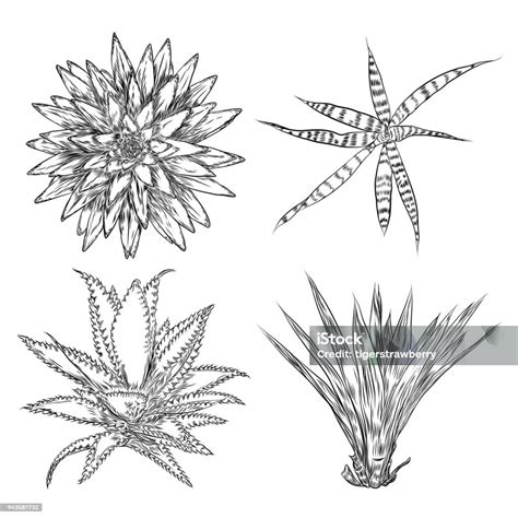선인장 꽃 세트입니다 선인장과 Succulents 컬렉션입니다 손으로 그린 벡터 유행 이국적인 사막 식물 Houseplants