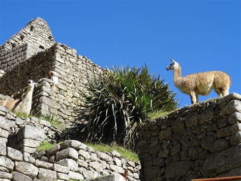 Lama Machu Picchu Foto Peru2018s Reisblog