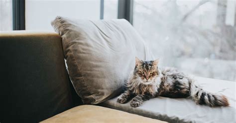 Give Your Cat More Years 10 Ways To Help Critter Culture