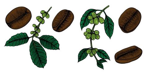 Bean Branch Vector Images Depositphotos