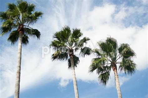 背景 ヤシの木と空 No 4057977｜写真素材なら「写真ac」無料（フリー）ダウンロードok