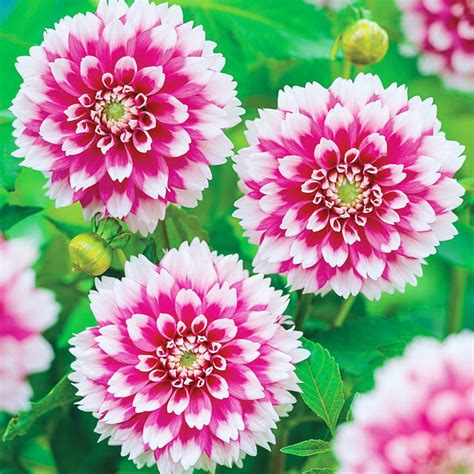 Shop Fuzzy Wuzzy Dahlia Online Dahlia Bulbs Breck S