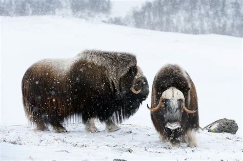 The 10 Most Important Mammal Facts