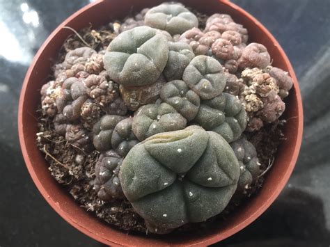Lophophora Williamsii Cluster The Largest Button Is 3 Cm R Cactus