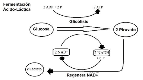 Lactic Acid Fermentation Step By Step Process And Examples