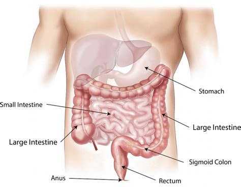 Anatomy For Radiology Abdomen Glass Box Medicine