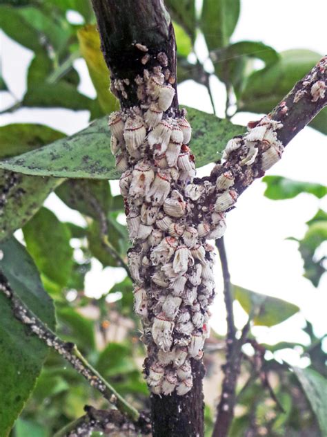 Scale Insects Wisconsin Horticulture