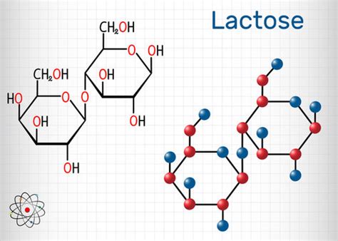 Structure Of Lactose