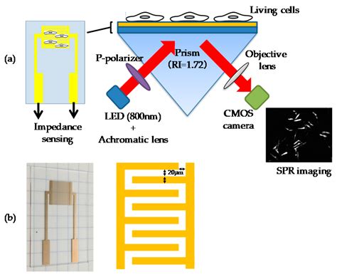 Development Of Spr Imaging Impedance Sensor For Multi Parametric Living Cell Analysis