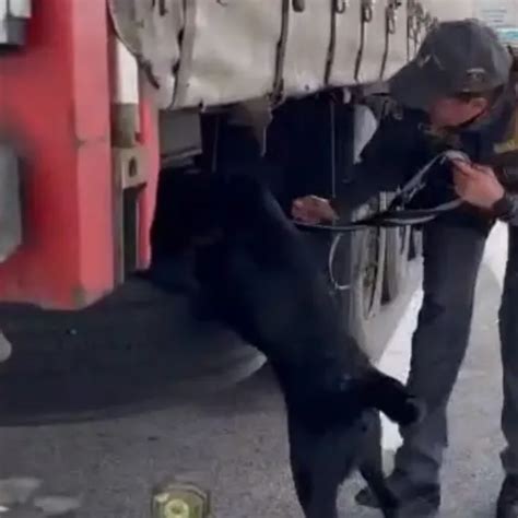 Traffico Internazionale Di Droga 15 Arresti