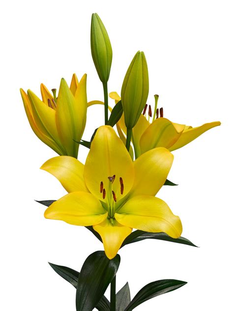 Cavalia La Hybrid Lilium P Aker Flower Bulbs And Seeds