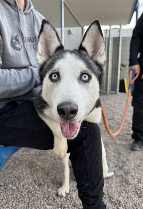 Lola — Az Husky Rescue
