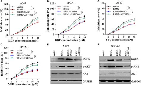 Frontiers Lncrna Afap1 As1 Supresses Mir 139 5p And Promotes Cell