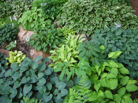 Mini Hostas Make Excellent Groundcovers Carolyns Shade Gardens
