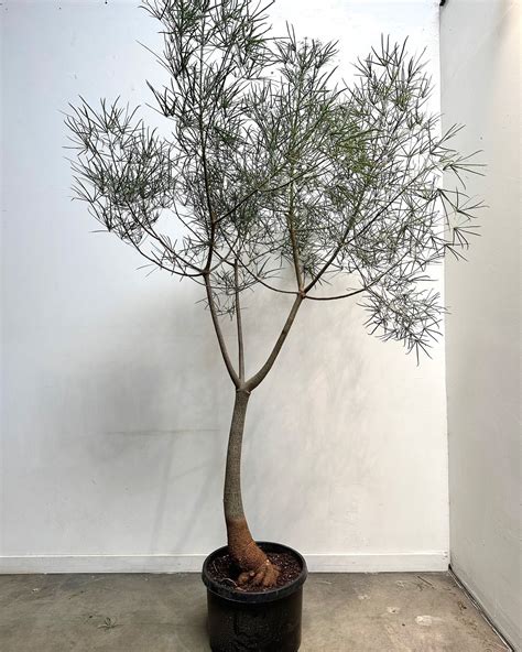 The Potted Earth Co On Instagram Natures Sculptures Brachychiton