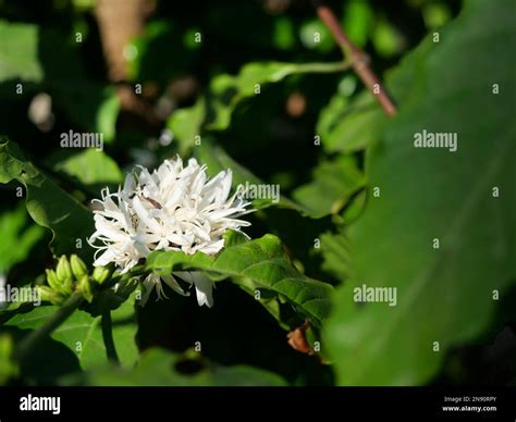 Robusta Coffee Blossom On Tree Plant With Green Leaf With Black Color