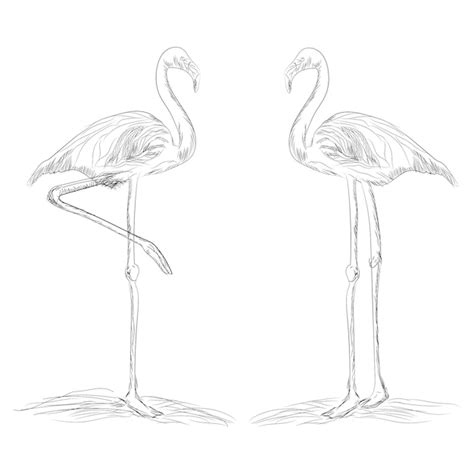 Premium Vector Flamingo Bird Sketch