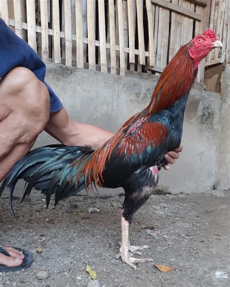 Ayam Bangkok Super Donesia • Instagram Photos And Videos