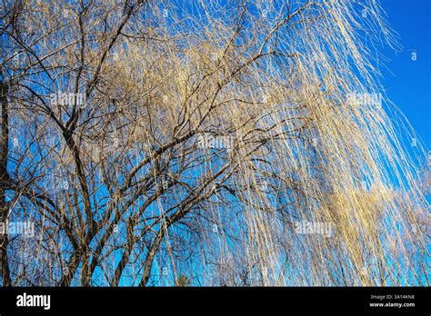 Graceful Willow Branches Hi Res Stock Photography And Images Alamy