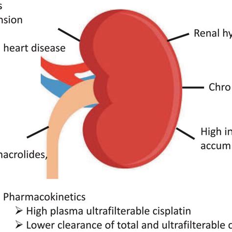 Risk Factors For And The Pharmacokinetics Of Cisplatin Induced Renal