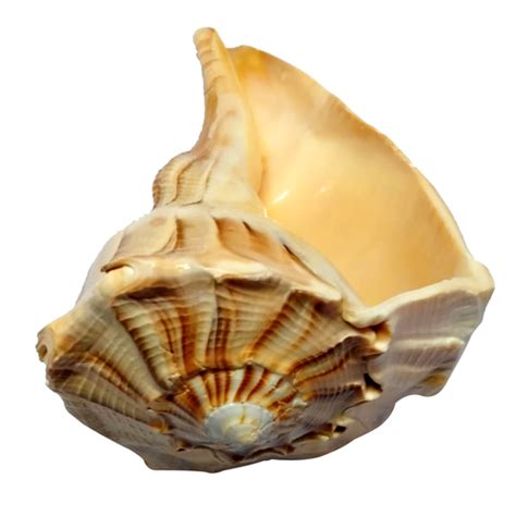 Blowing Conch Shell Seashell Material Eco Friendly Non Toxic Water