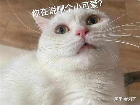 盘点国产动画中的猫猫动画，《京剧猫》和《罗小黑》是真神作 知乎