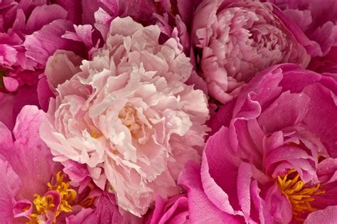 Pink Peonies Hd Wallpapers