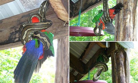 Wheres Polly Carpet Python Catches Parrot For Lunch Daily Mail Online Wheres Polly Carpet Python Catches Parrot For Lunch Daily Mail Online